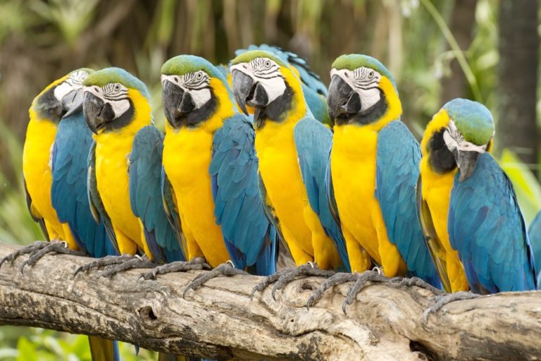 The Parrot Effect - Sales Guru